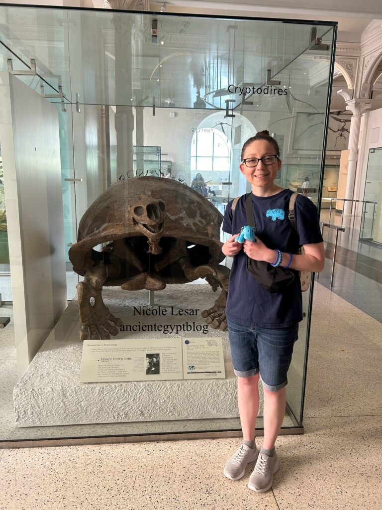 Turtle Fossil - Ancient Egypt Blog